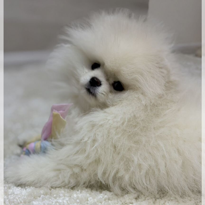 Померанский шпиц, щенок