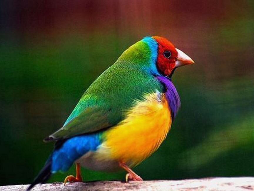 Амадина Гульдова