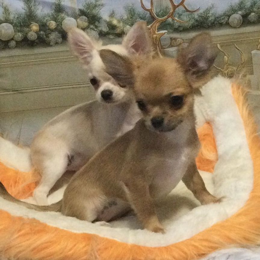 Чихуахуа, щенок