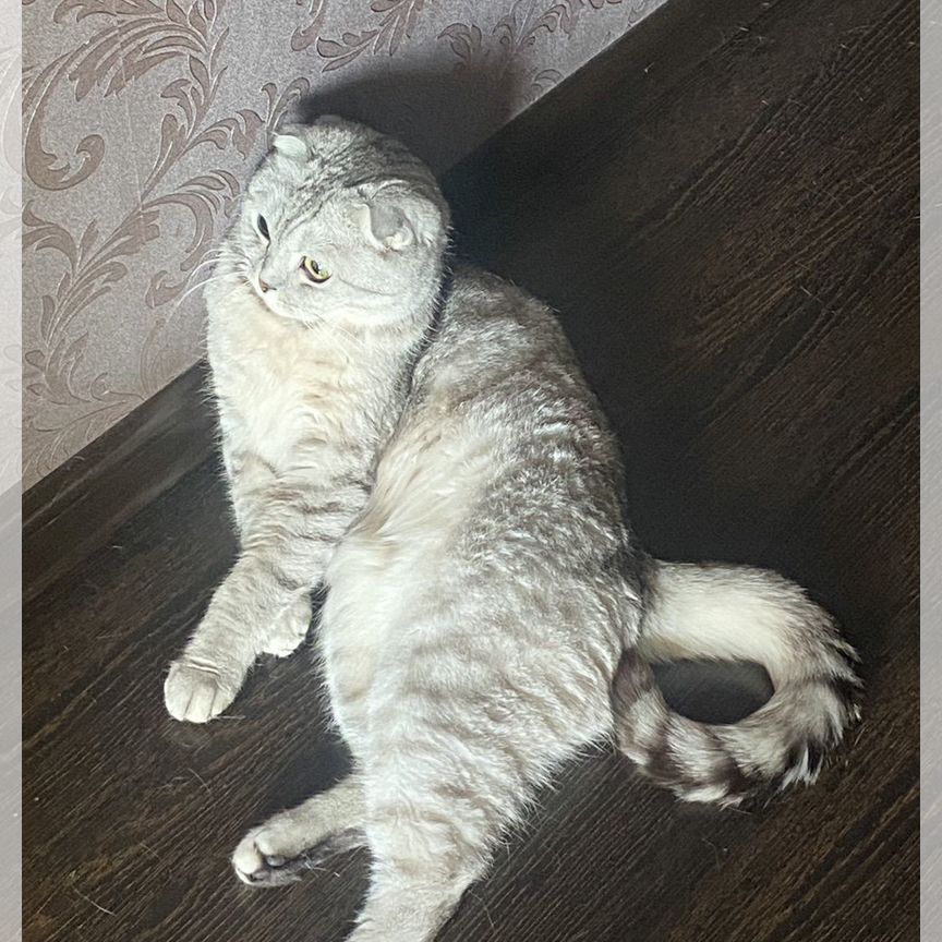 Котики бесплатно