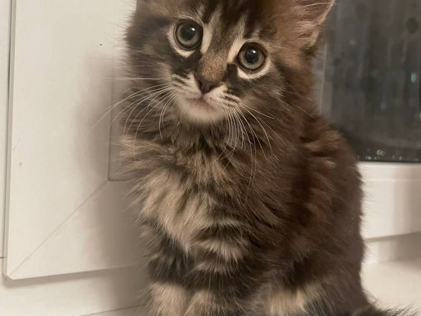 Сибирский котёнок