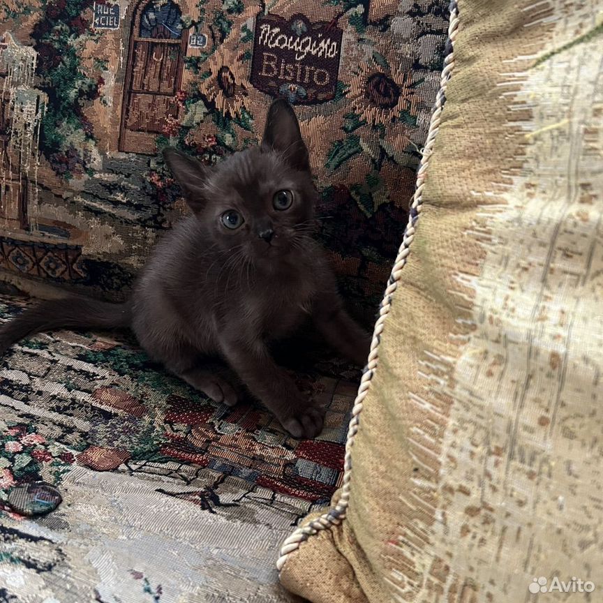 Котята европейской бурмы