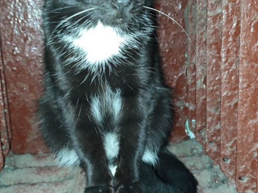 Котик, 7 месяцев