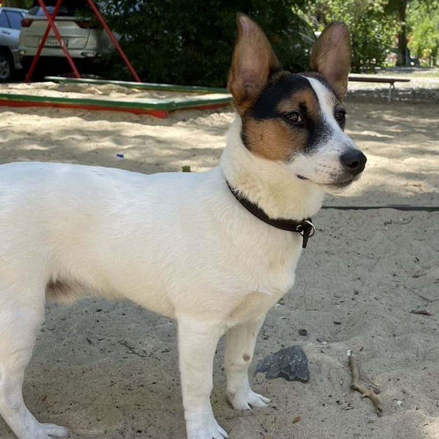 Вязка Джек рассел кобель 1 год