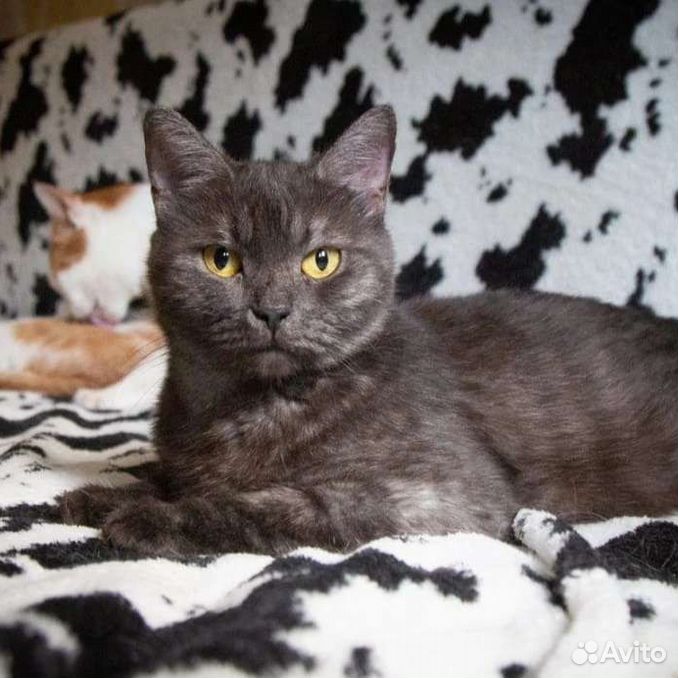Кошечка Шанти