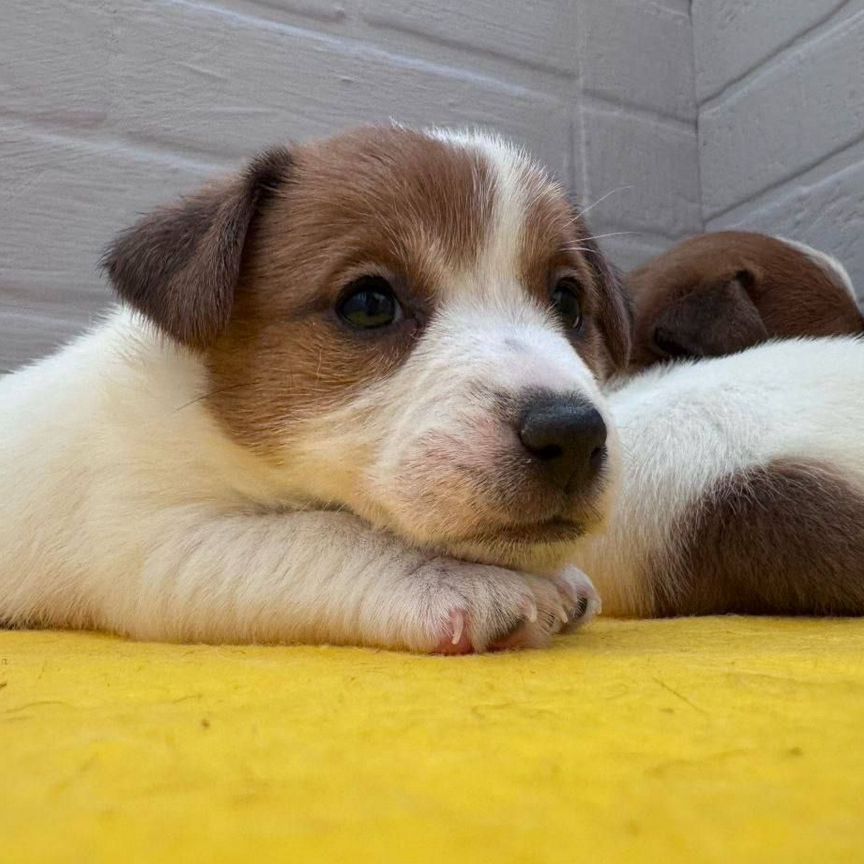 Джек-рассел-терьер, щенок