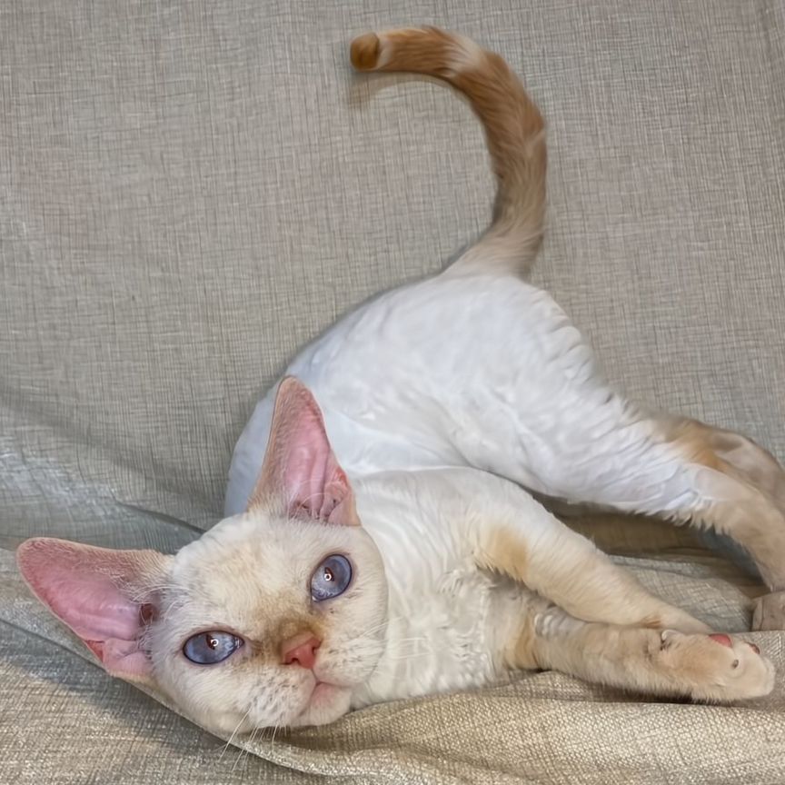 Девон-рекс, взрослая кошка