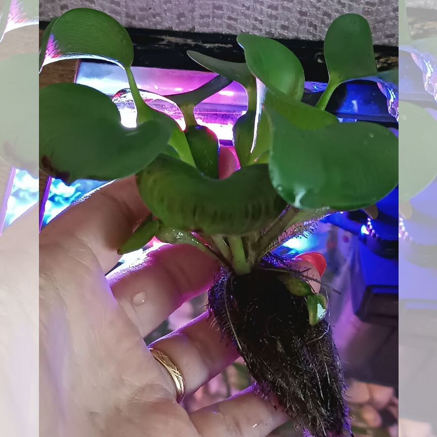 Гиацинт водяной аквариумный