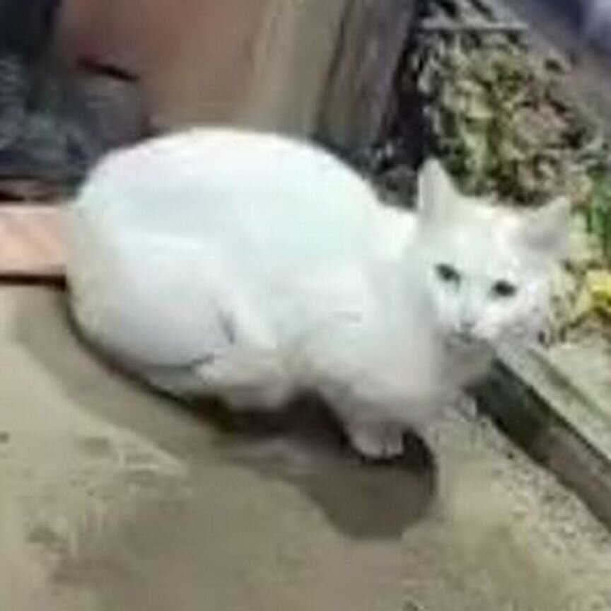 Взрослый кот в добрые руки