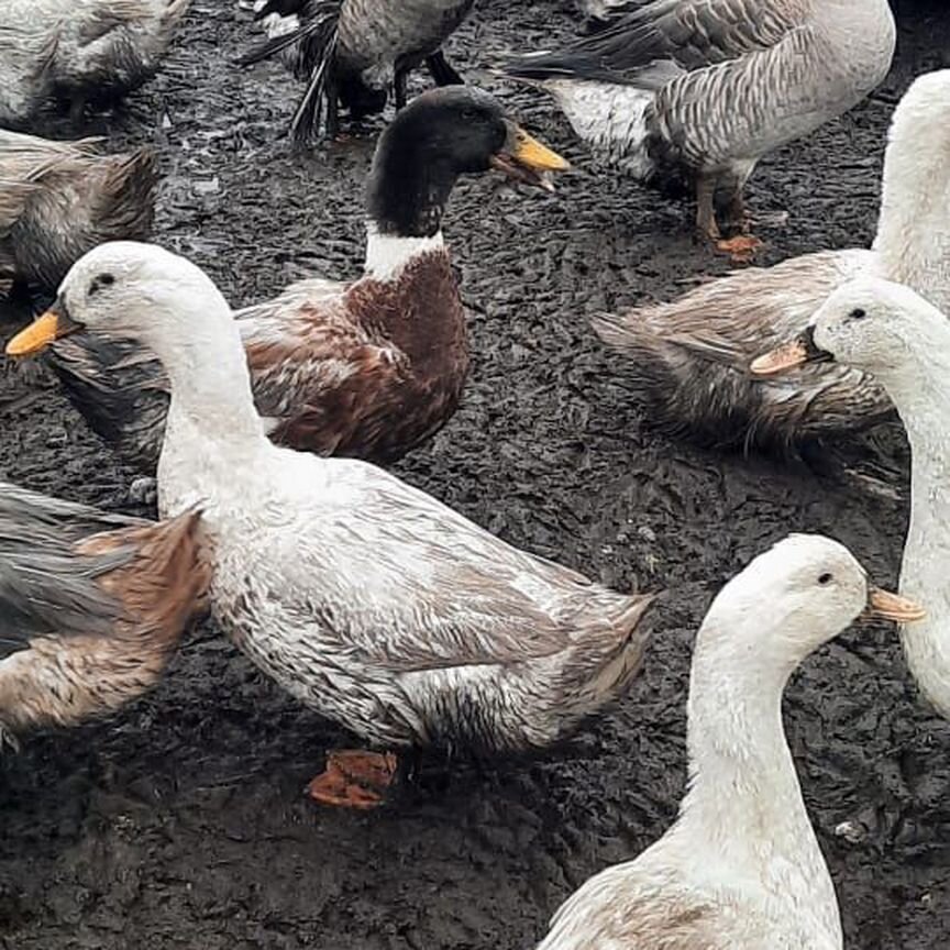 Утки и гуси оптом