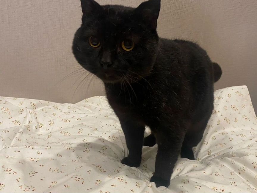 Сажик чень добрый кастрирован