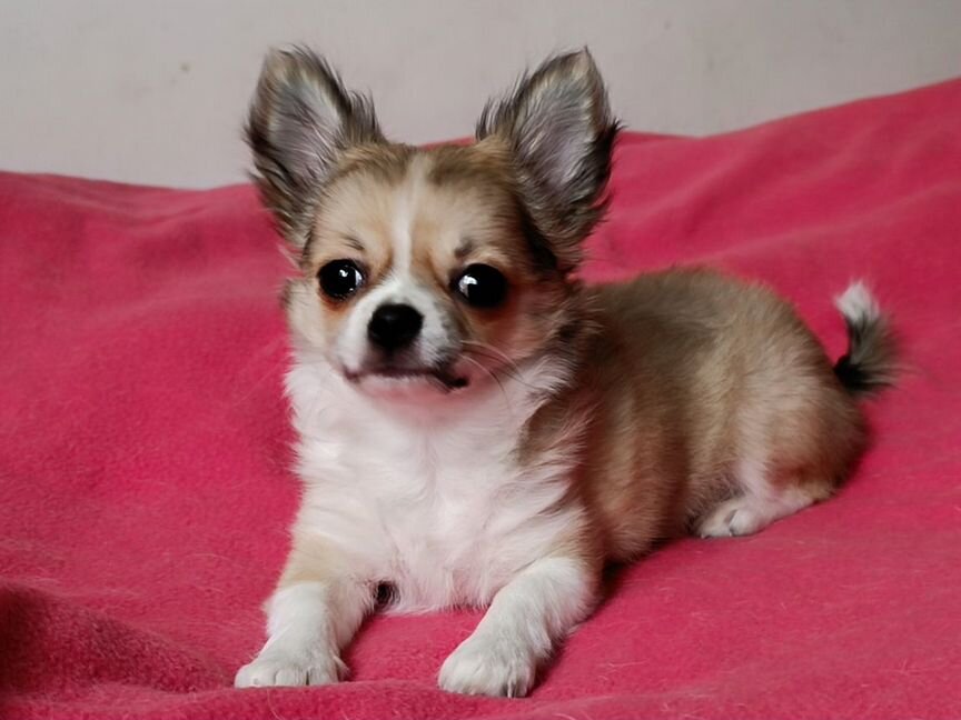 Чихуахуа девочка