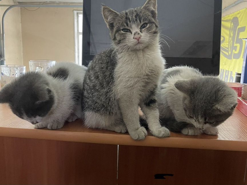 Котята в добрые руки