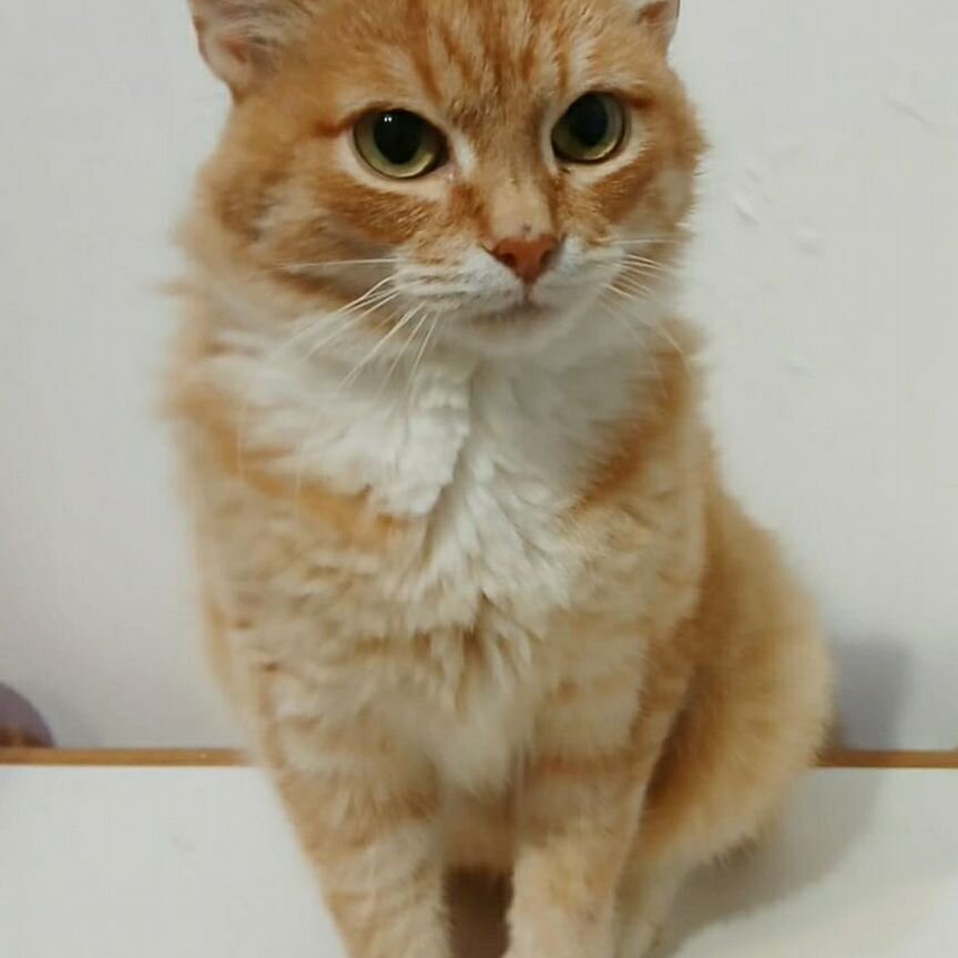 Взрослая кошка в добрые руки