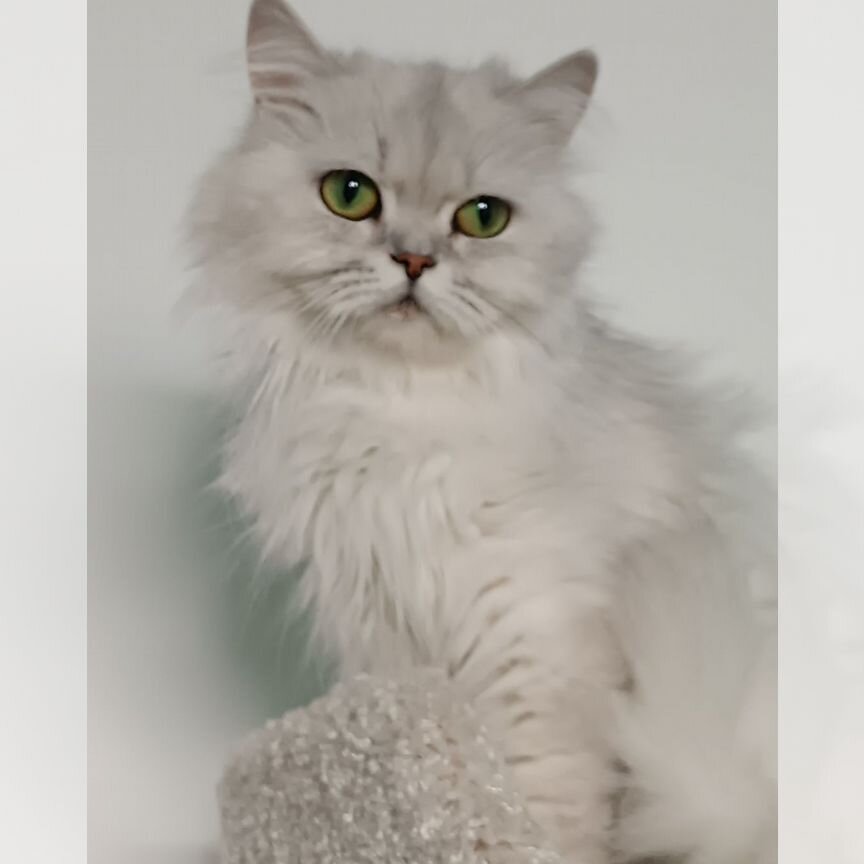 Шотландская серебристая шиншилла кошка