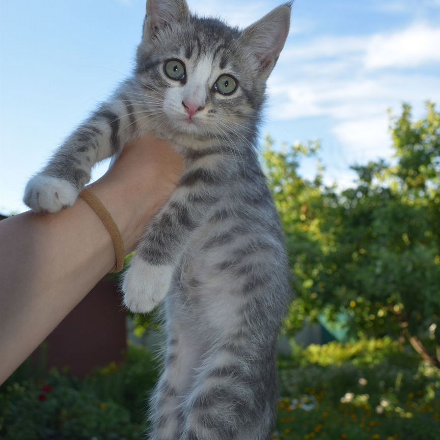 Котенок полосатый 3 мес