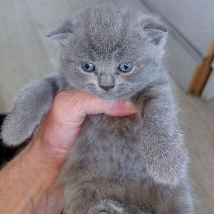 Шотландский вислоухий короткошёрстный котёнок