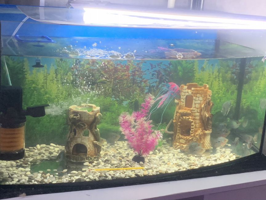 Аквариум 100 литров