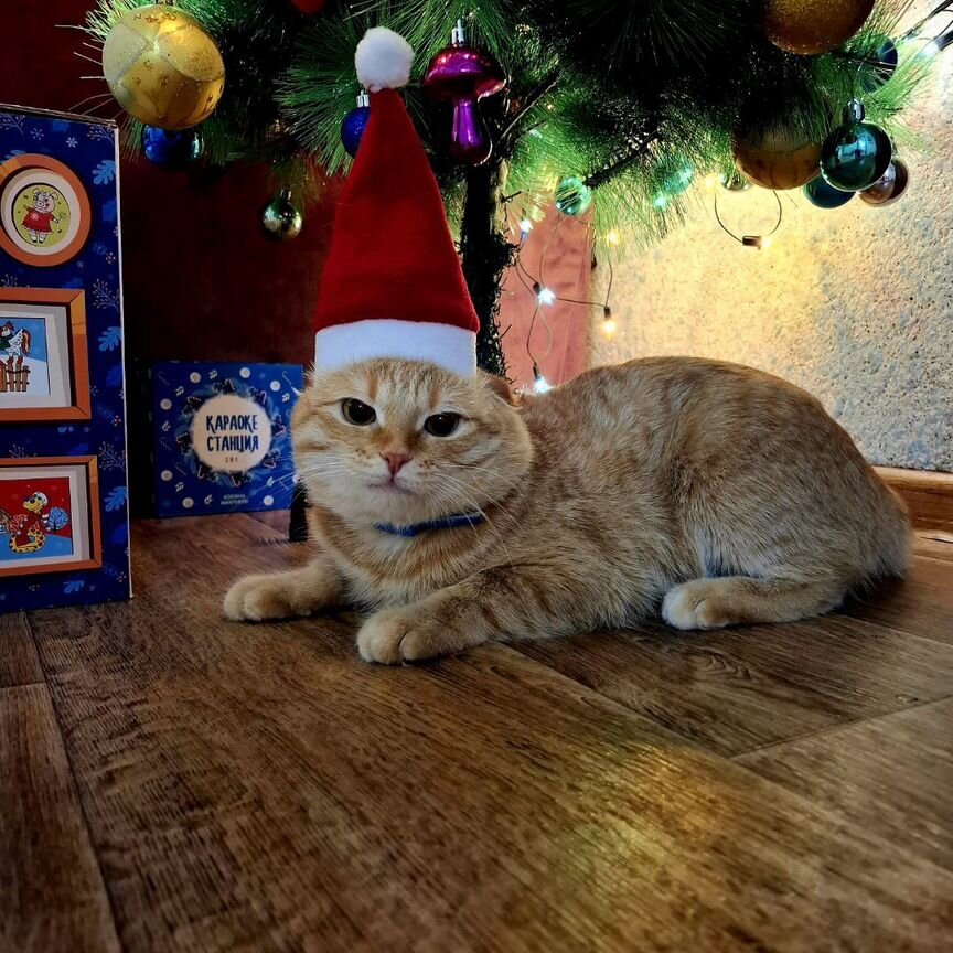 Вислоухий рыжий кот в добрые руки