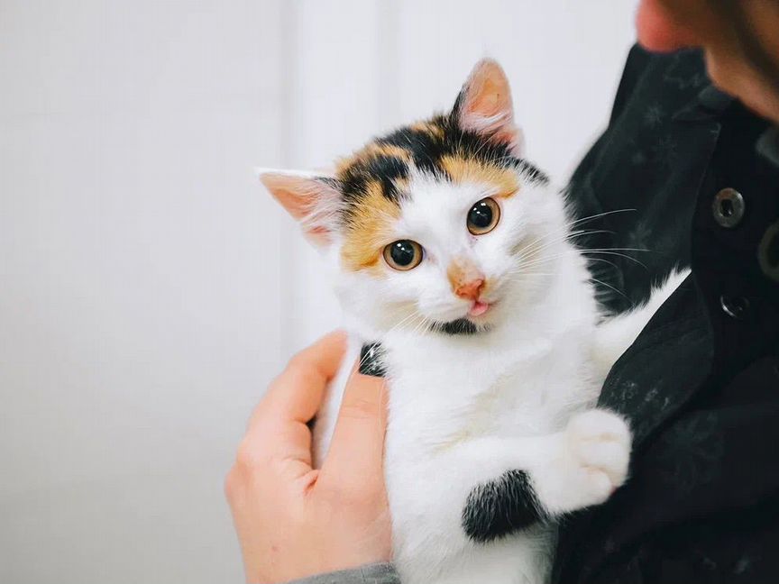 Котенок Софи в добрые руки бесплатно