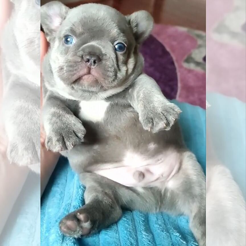 Французский бульдог, щенок