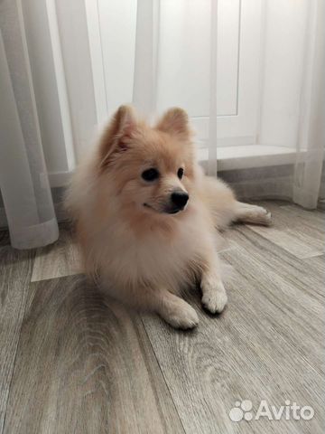 Шпиц. Вязка