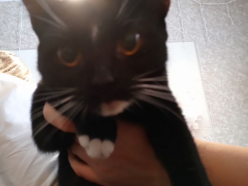 Котенок в добрые руки