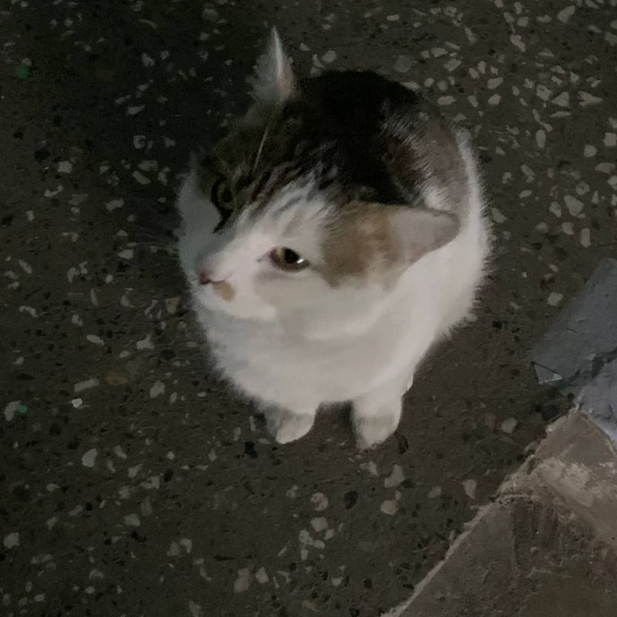 Нашёлся кот