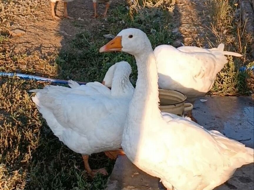 Гусята суточные