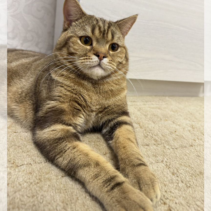 Шотландский кот вязка