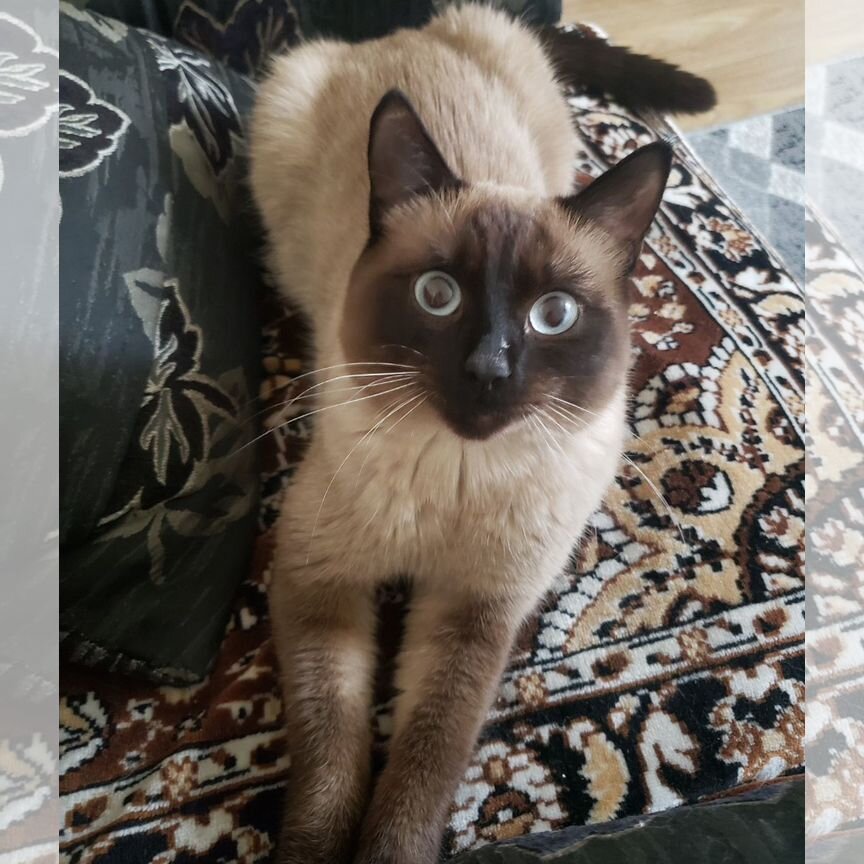 Сиамский котёнок