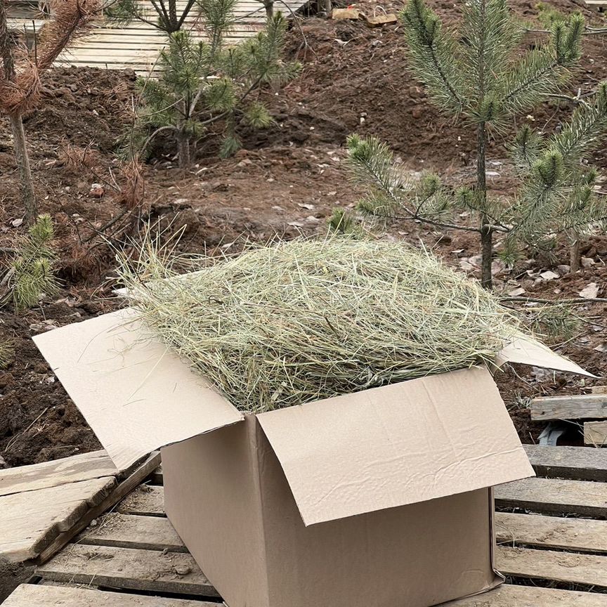 Коробка с сеном 5кг