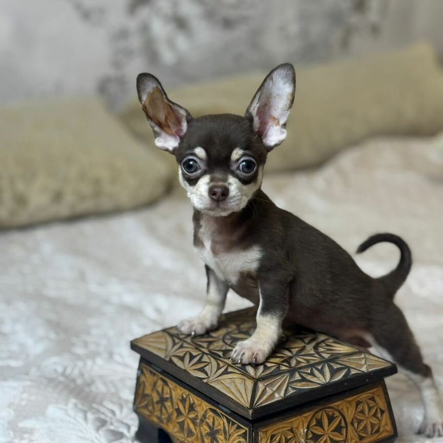 Мальчишки шалунишки. Чихуахуа