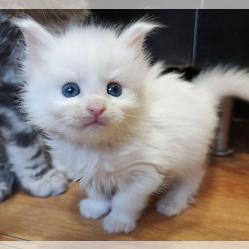 Мейн-кун котёнок