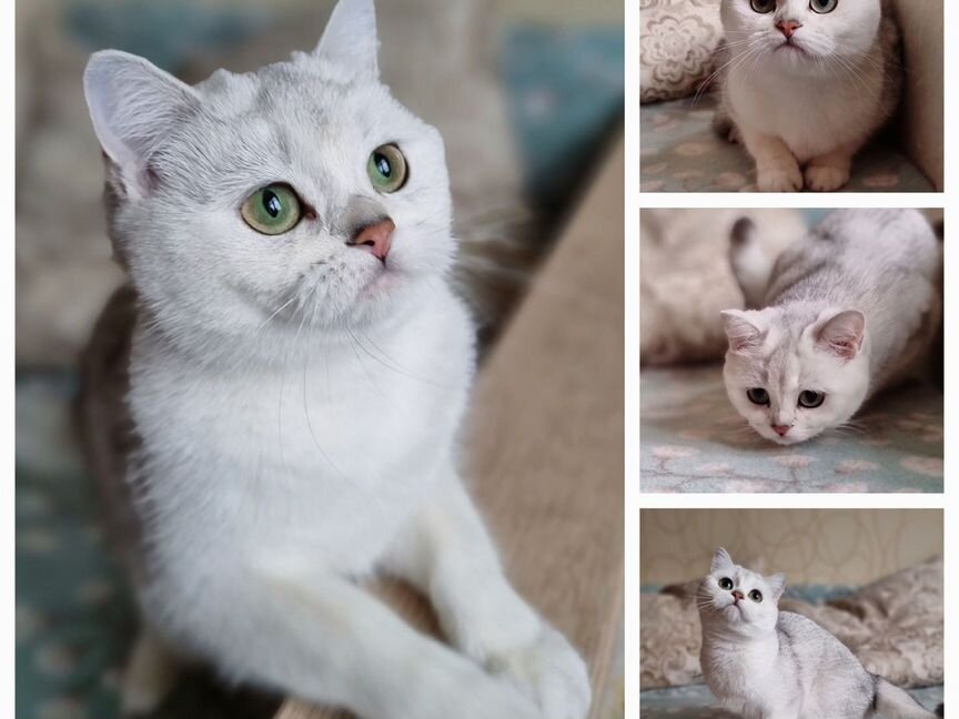 Серебристая шиншилла