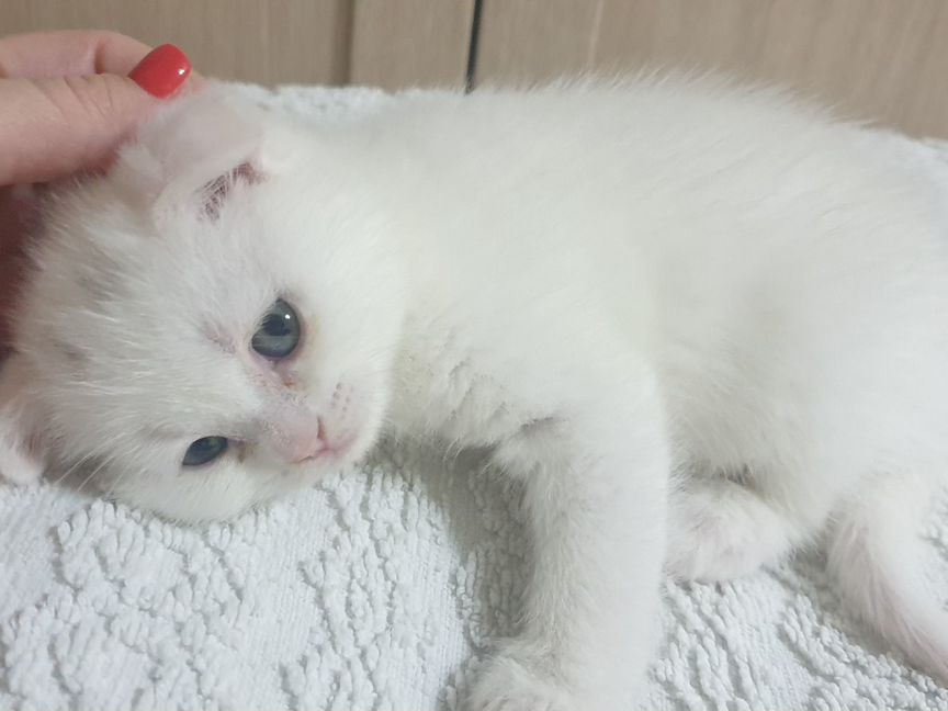 Шотландские вислоухие котята