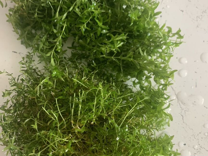 Растения аквариумные