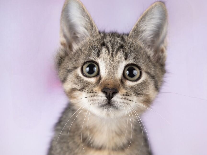 Котенок рысь в дар в добрые руки 3 месяца