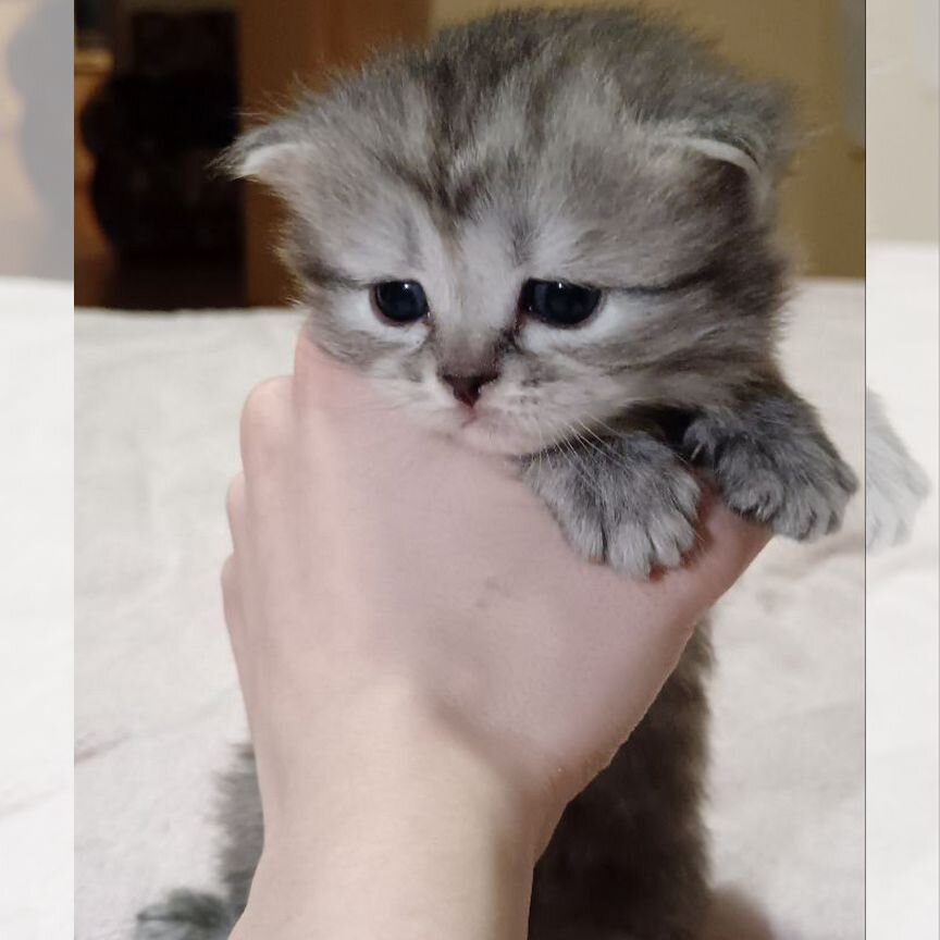 Шотландский прямоухий короткошёрстный котёнок