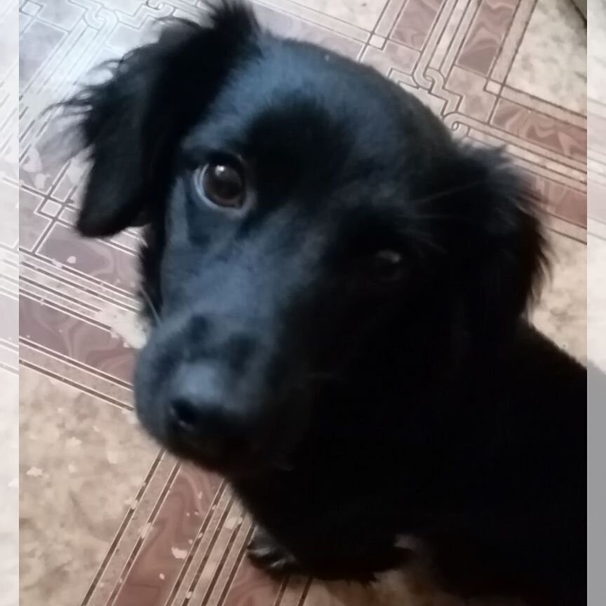 Отдам в добрые руки