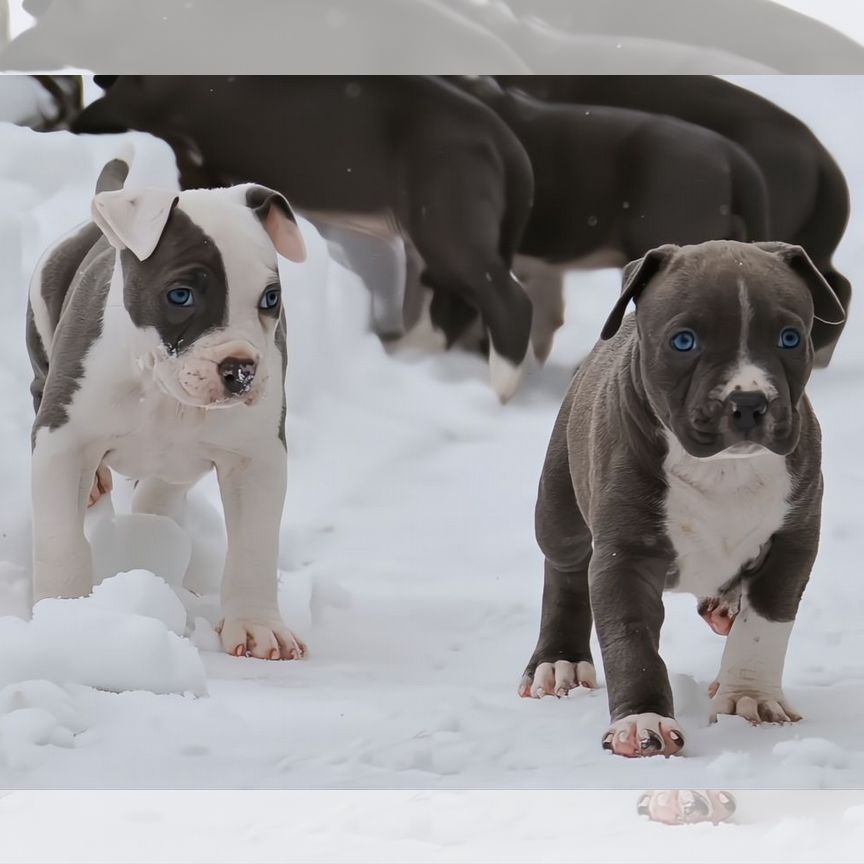 Американский стаффордширский терьер, щенок