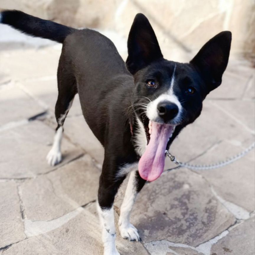 Очень нужен дом