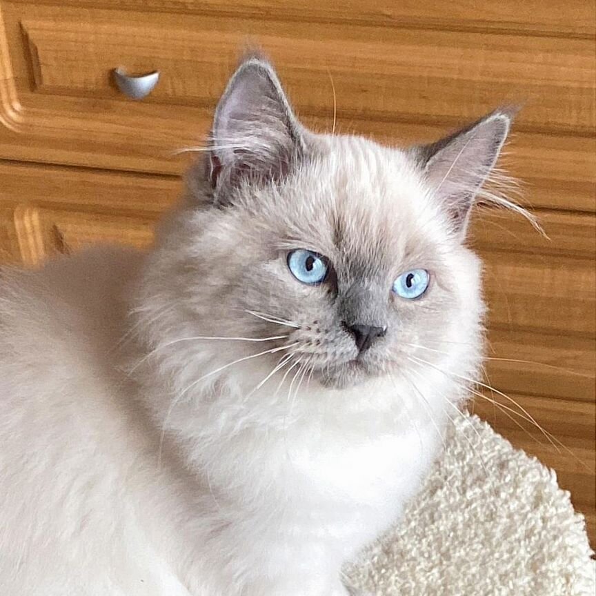 Невский маскарадный мальчик