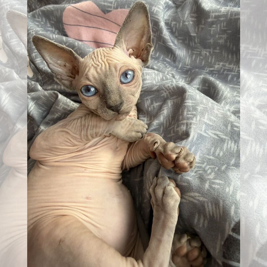 Канадский сфинкс котёнок