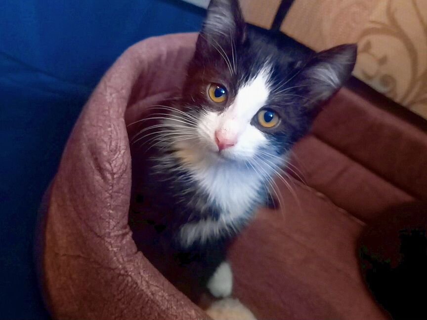 2 прелестных котика Умка и Черныш ищут дом