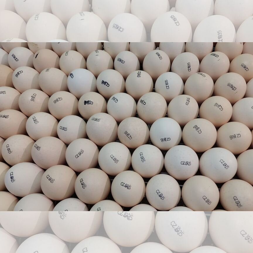 Инкубационное яйцо росс-308