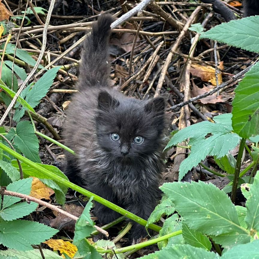 Котенок скорее всего девочка