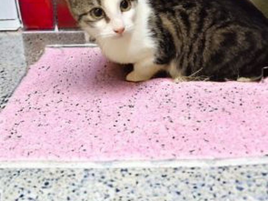 Котик в добрые руки
