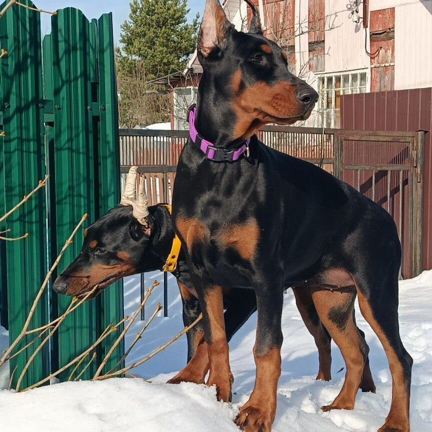 Доберман, щенок