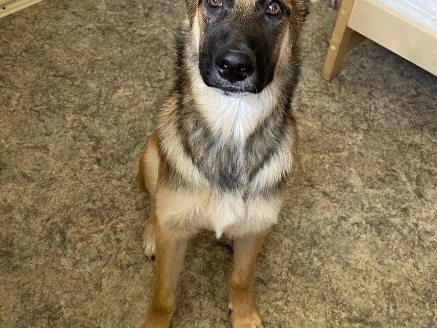 Барни ищет дом